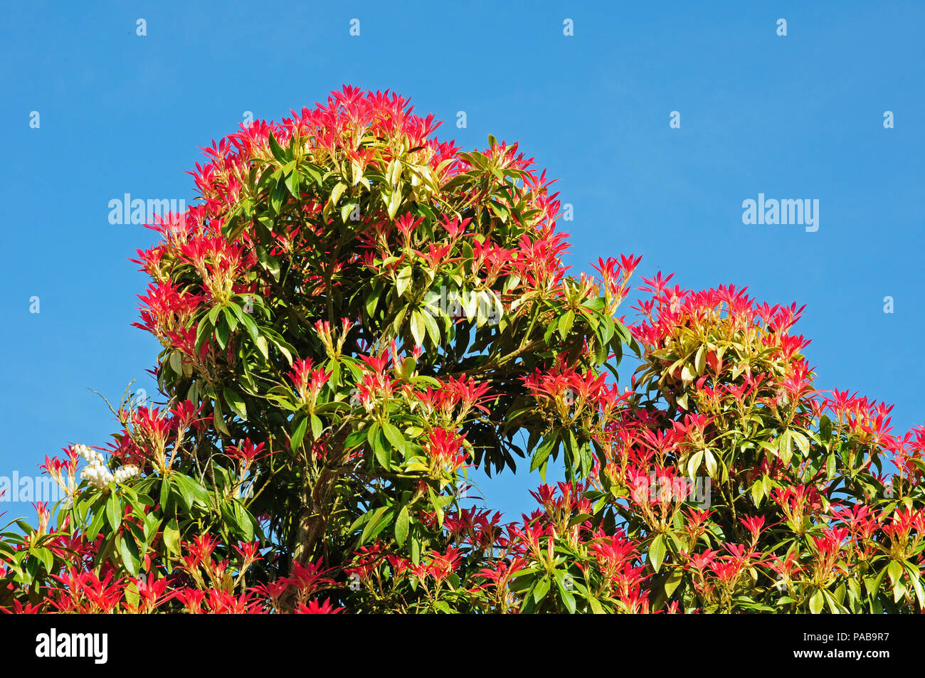 New leaves of Pieris formosa var. forrestii Stock Photo - Alamy
