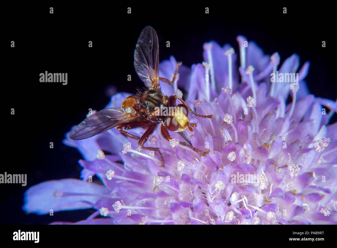 Ugly flower arrangement hi-res stock photography and images - Alamy