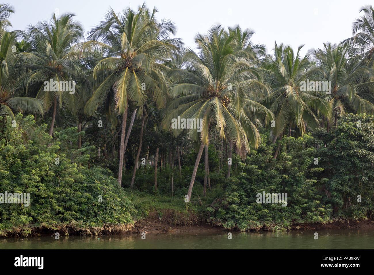 Coconut palms growing by a jungle riverside in Kerala, Southern India ...