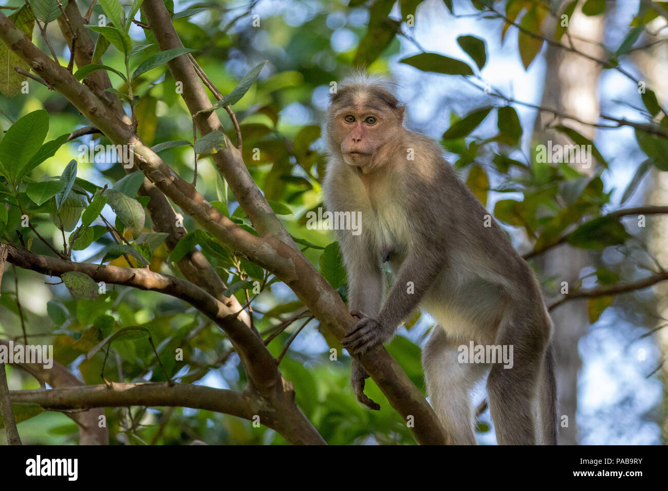 Bonnet Macaque (Macaca radiata) seen in the wild withing the Wayanad ...