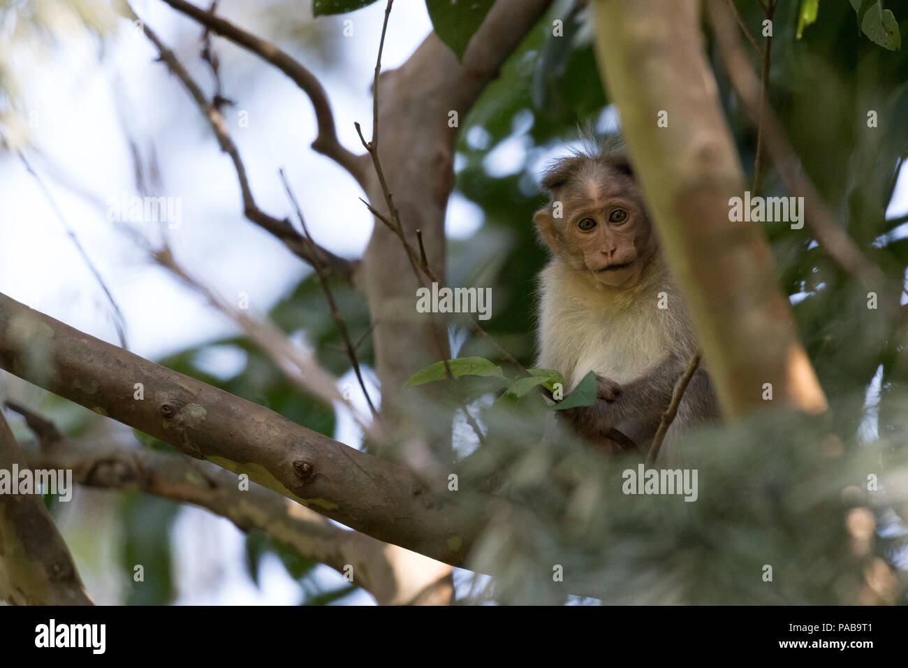 Bonnet Macaque (Macaca radiata) seen in the wild withing the Wayanad ...