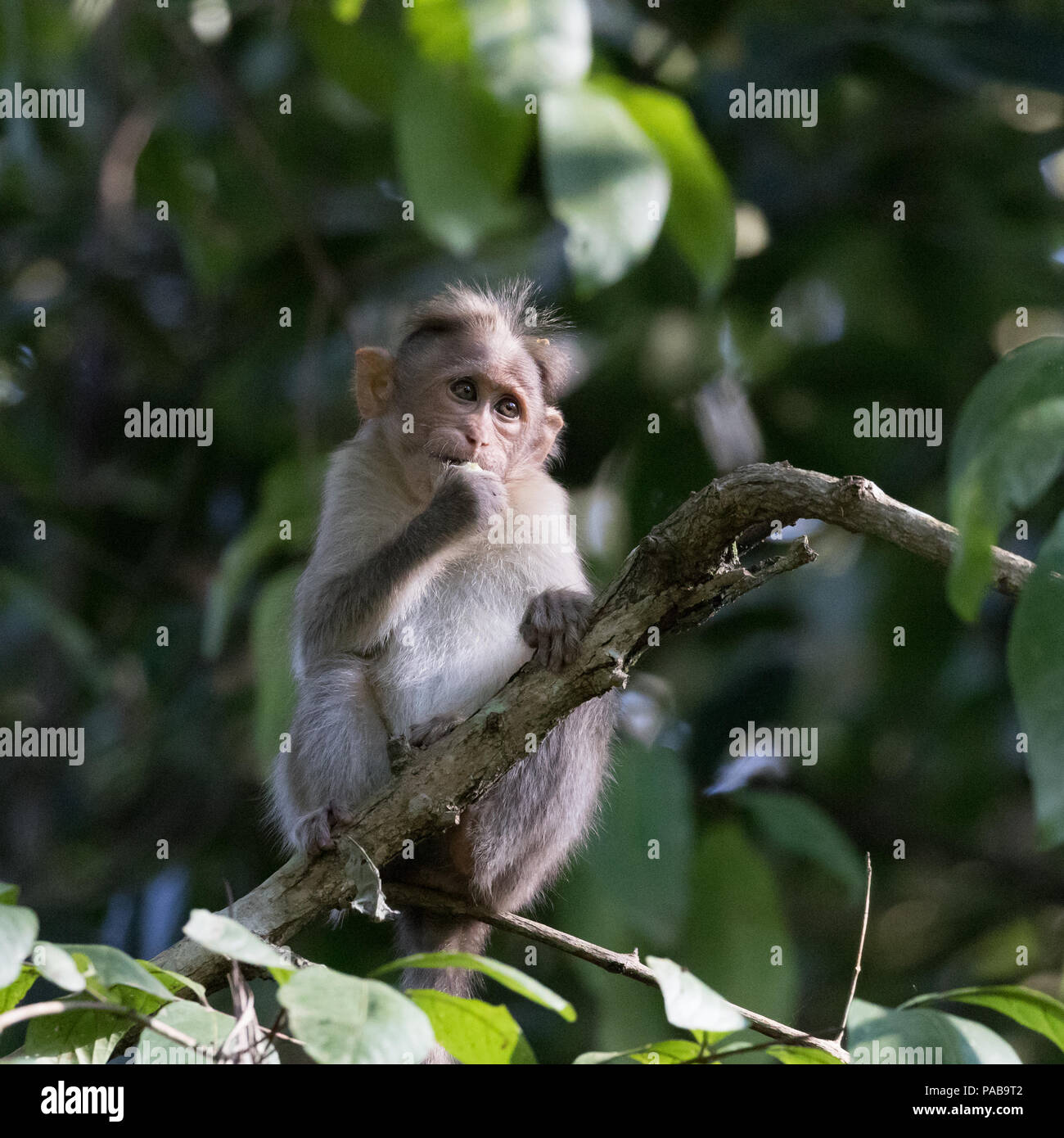 Bonnet Macaque (Macaca radiata) seen in the wild withing the Wayanad ...