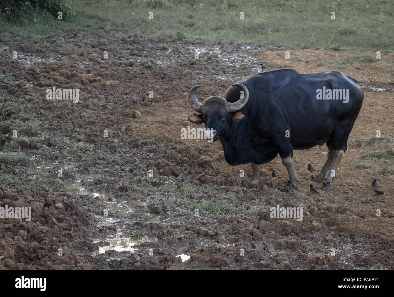 Wild Indian Bison or Gaur (Bos gaurus) seen in the Wayanad Jungle ...