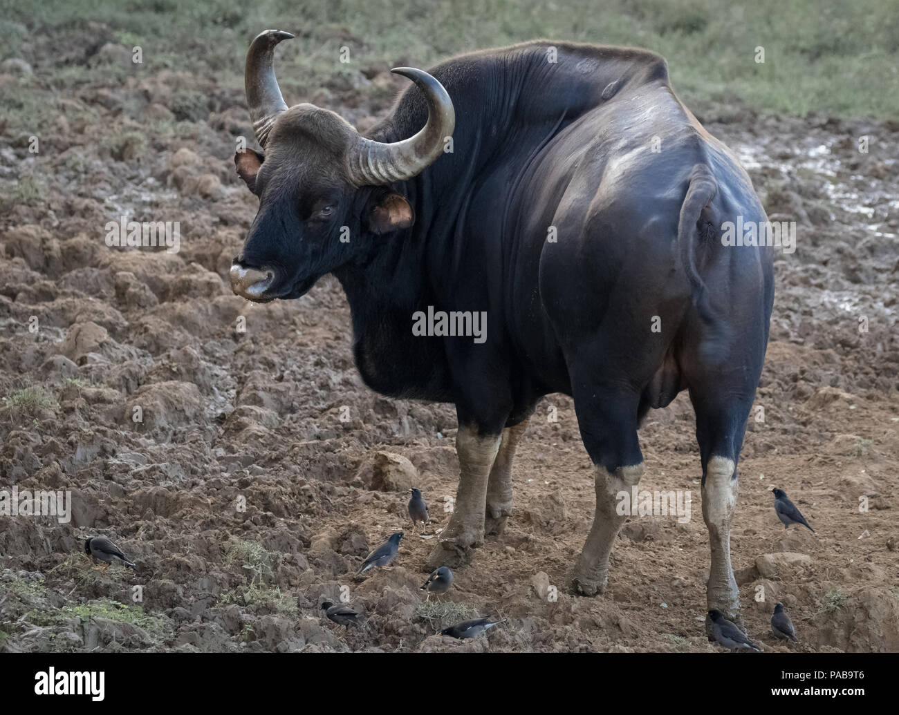 Wild Indian Bison or Gaur (Bos gaurus) seen in the Wayanad Jungle ...