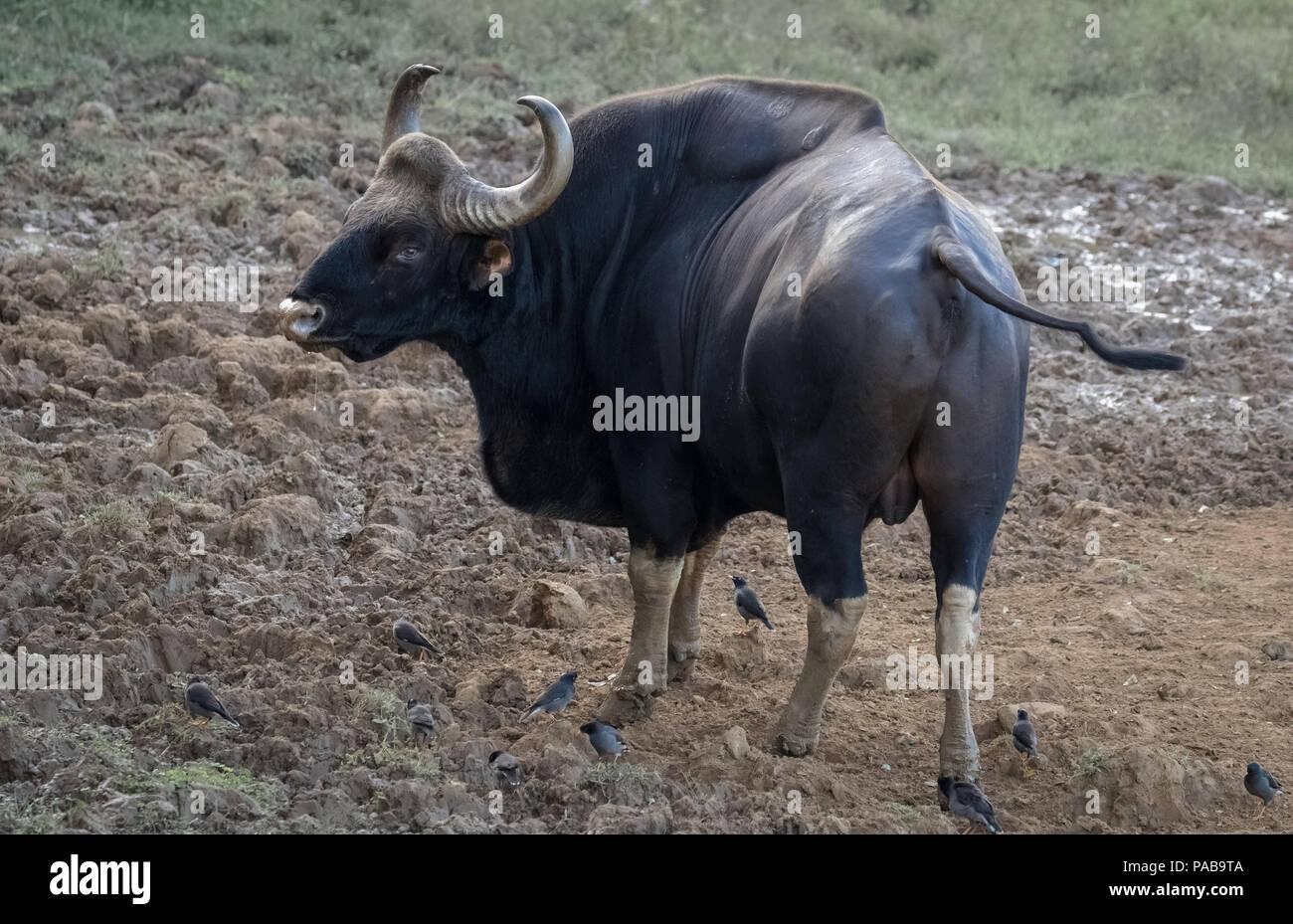 Wild Indian Bison or Gaur (Bos gaurus) seen in the Wayanad Jungle ...