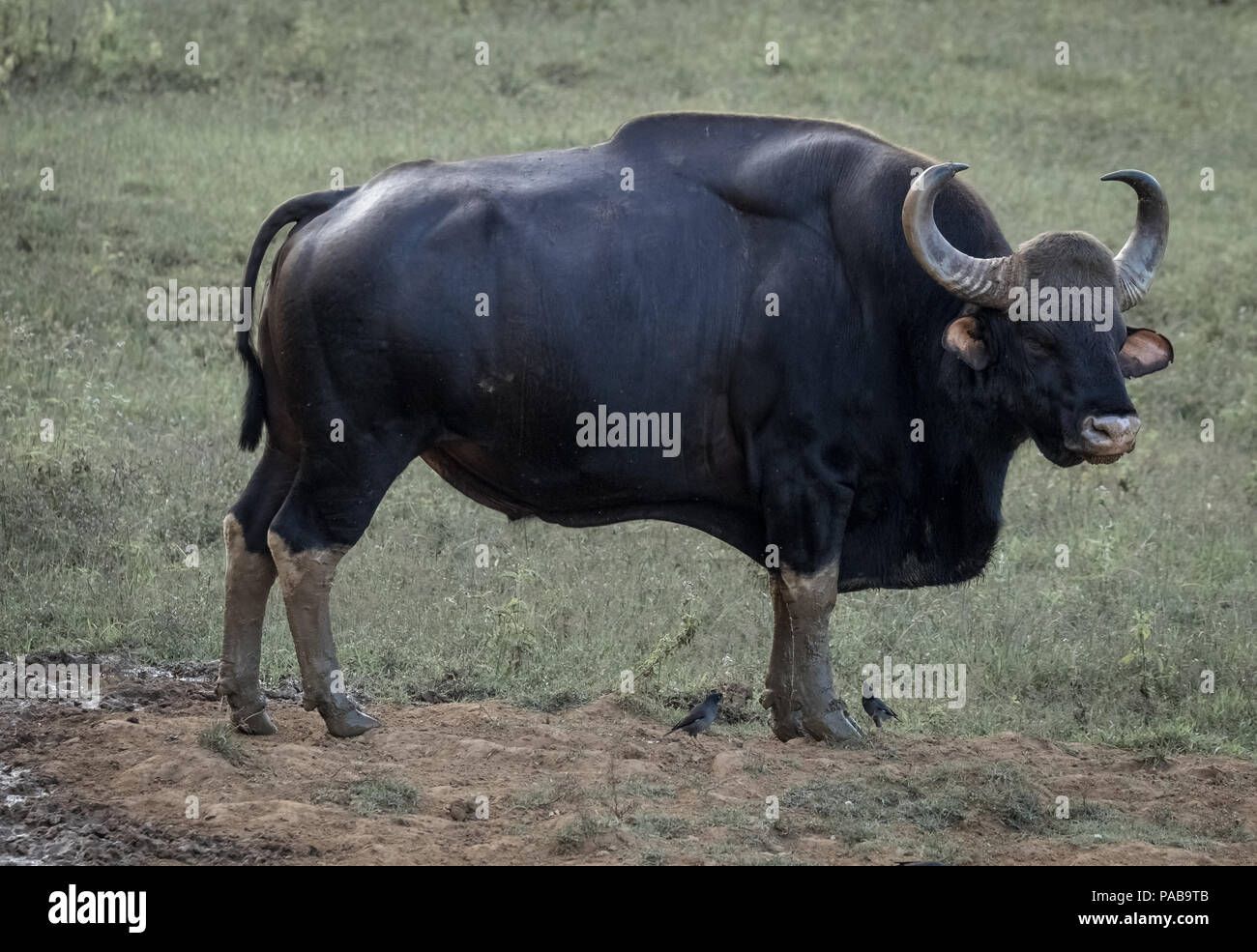 Wild Indian Bison or Gaur (Bos gaurus) seen in the Wayanad Jungle ...