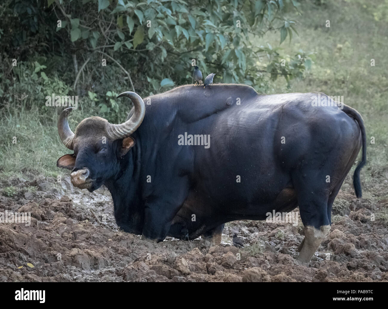 Wild Indian Bison or Gaur (Bos gaurus) seen in the Wayanad Jungle ...