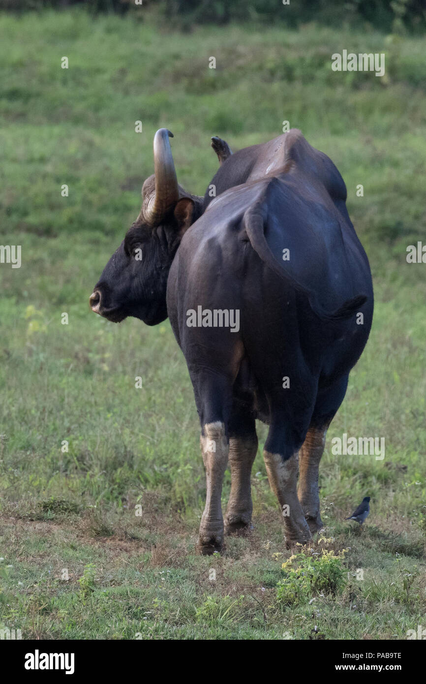 Wild Indian Bison or Gaur (Bos gaurus) seen in the Wayanad Jungle ...