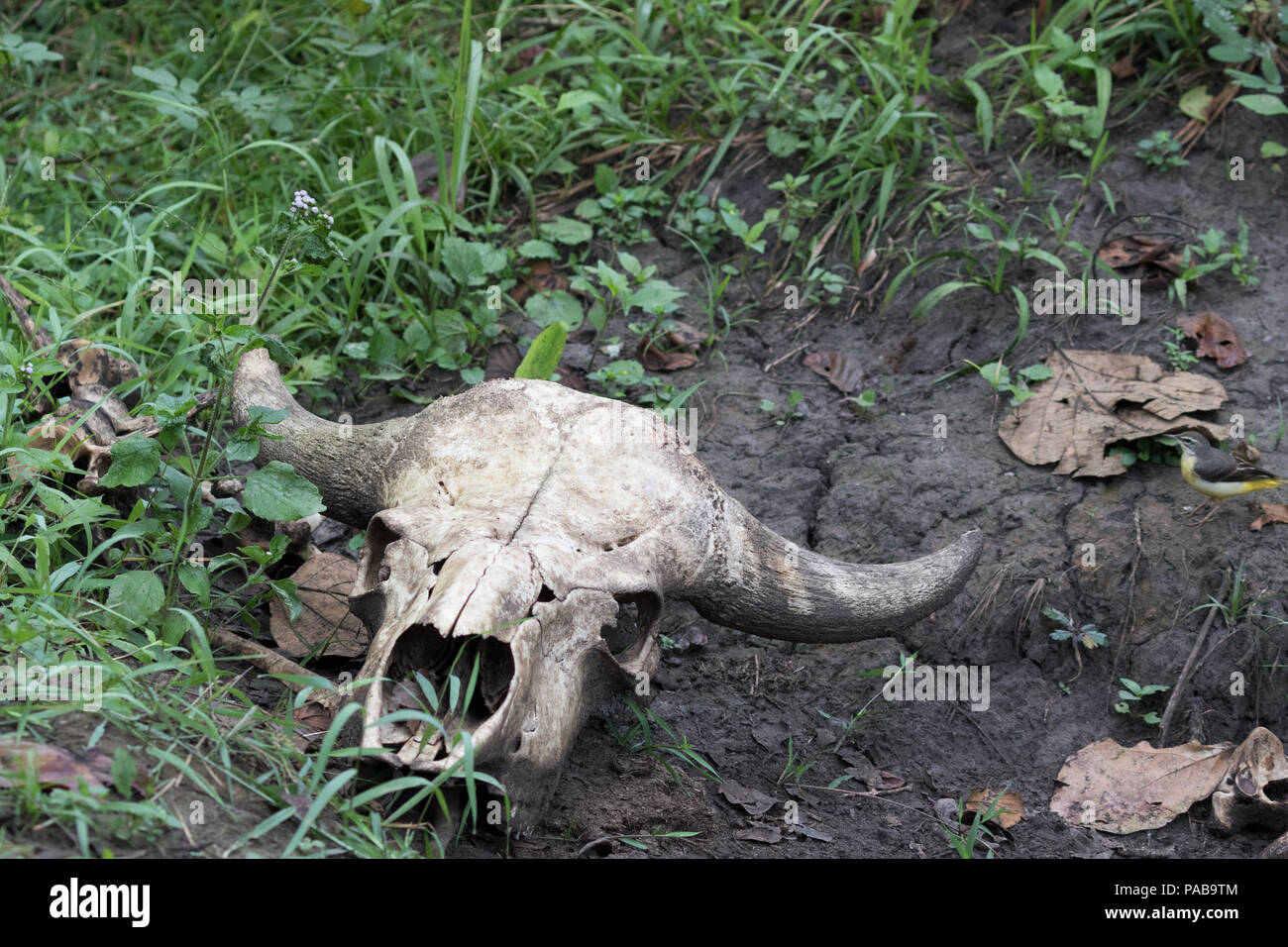 Skull of Indian Bison (Gaur) seen in Wayad Jungle, India Stock Photo ...