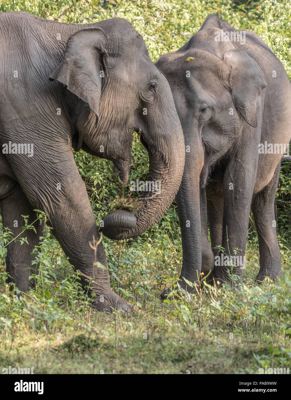 Asian elephant (Elephas maximus) photographed in the wild, Wayand ...
