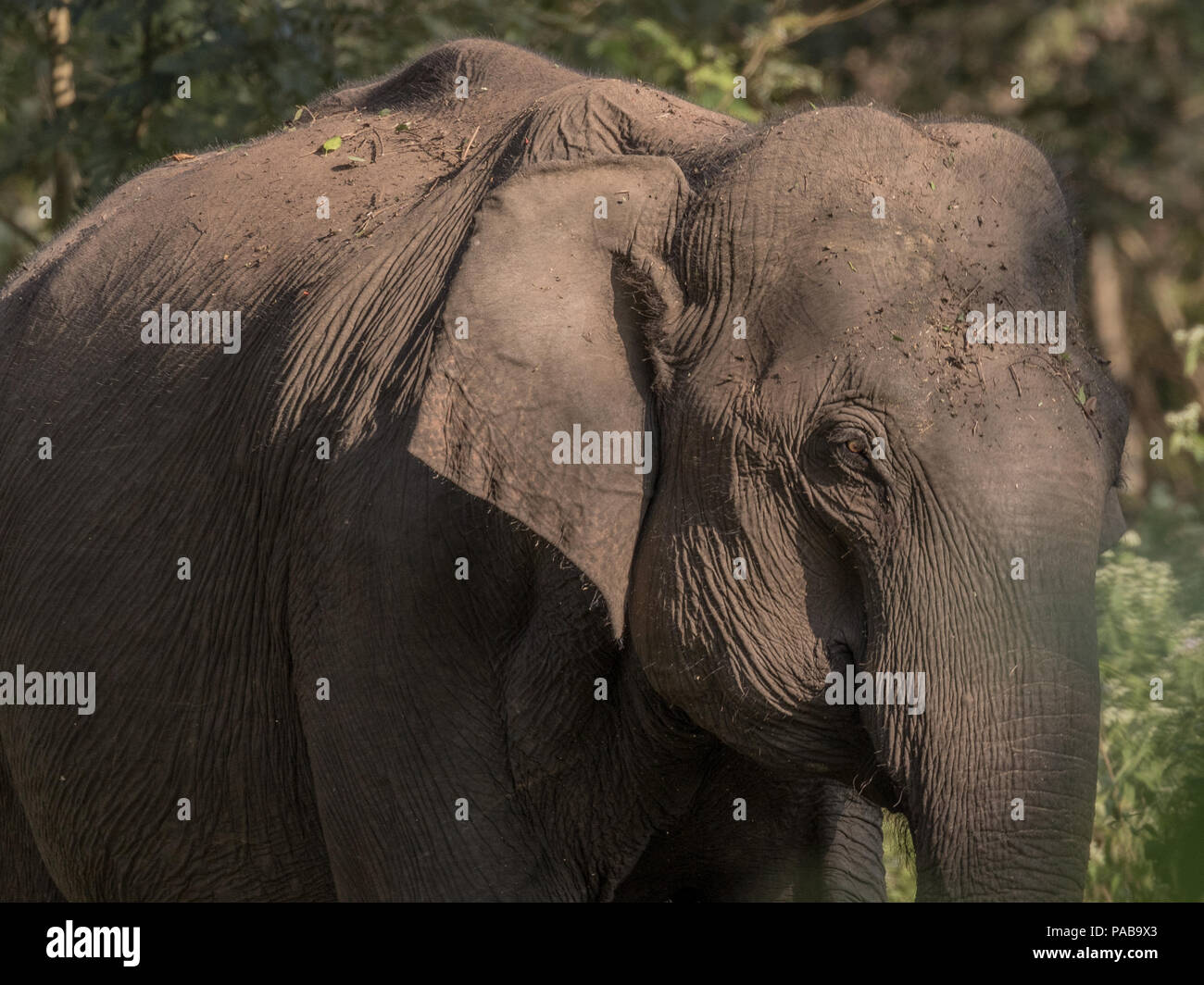 Asian elephant (Elephas maximus) photographed in the wild, Wayand ...