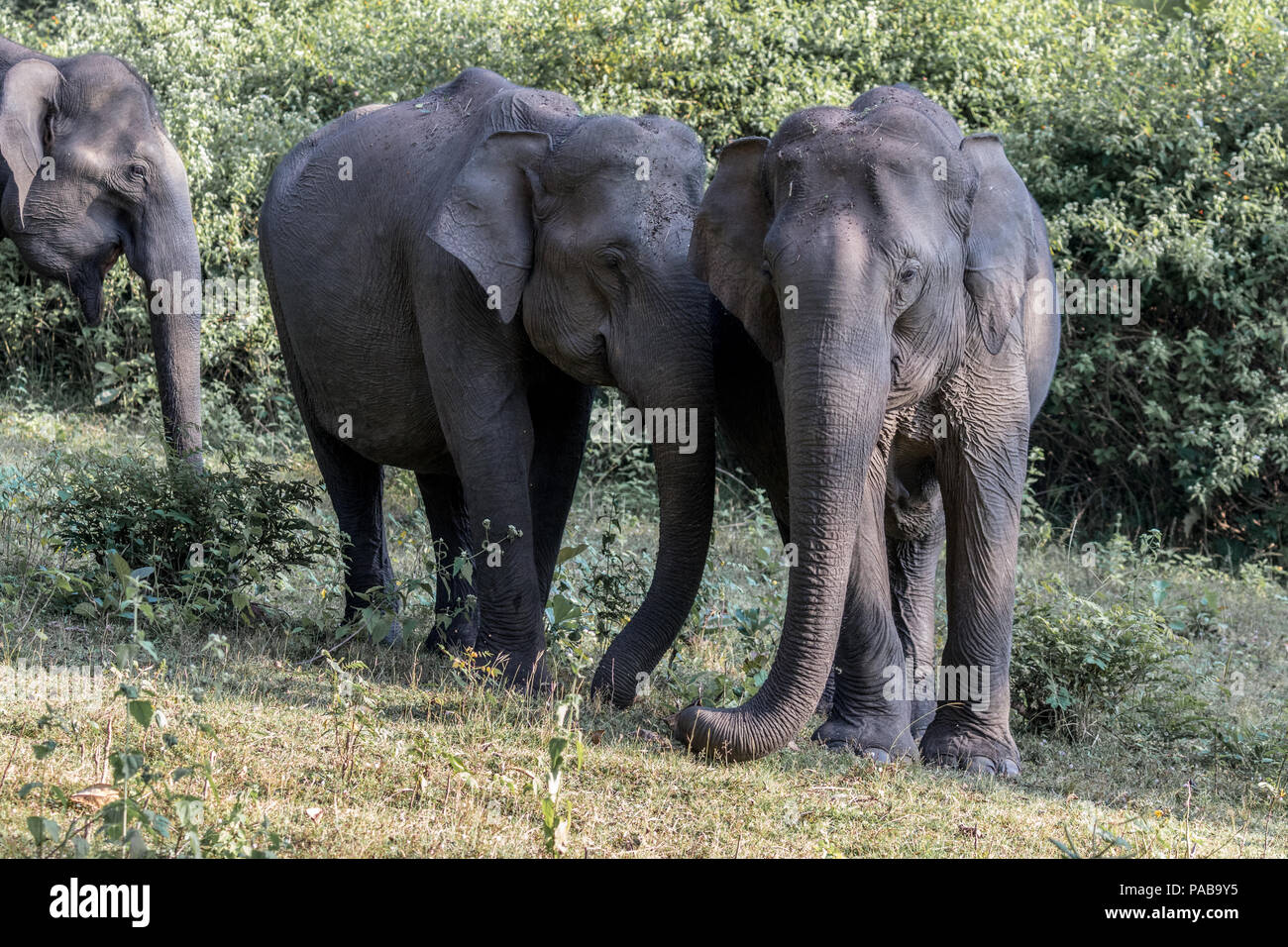 Asian elephant (Elephas maximus) photographed in the wild, Wayand ...