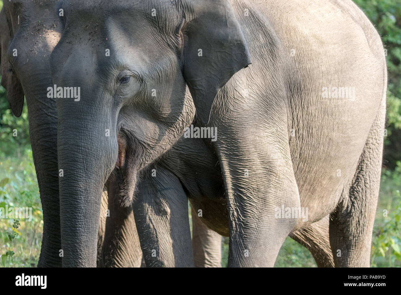 Asian elephant (Elephas maximus) photographed in the wild, Wayand ...