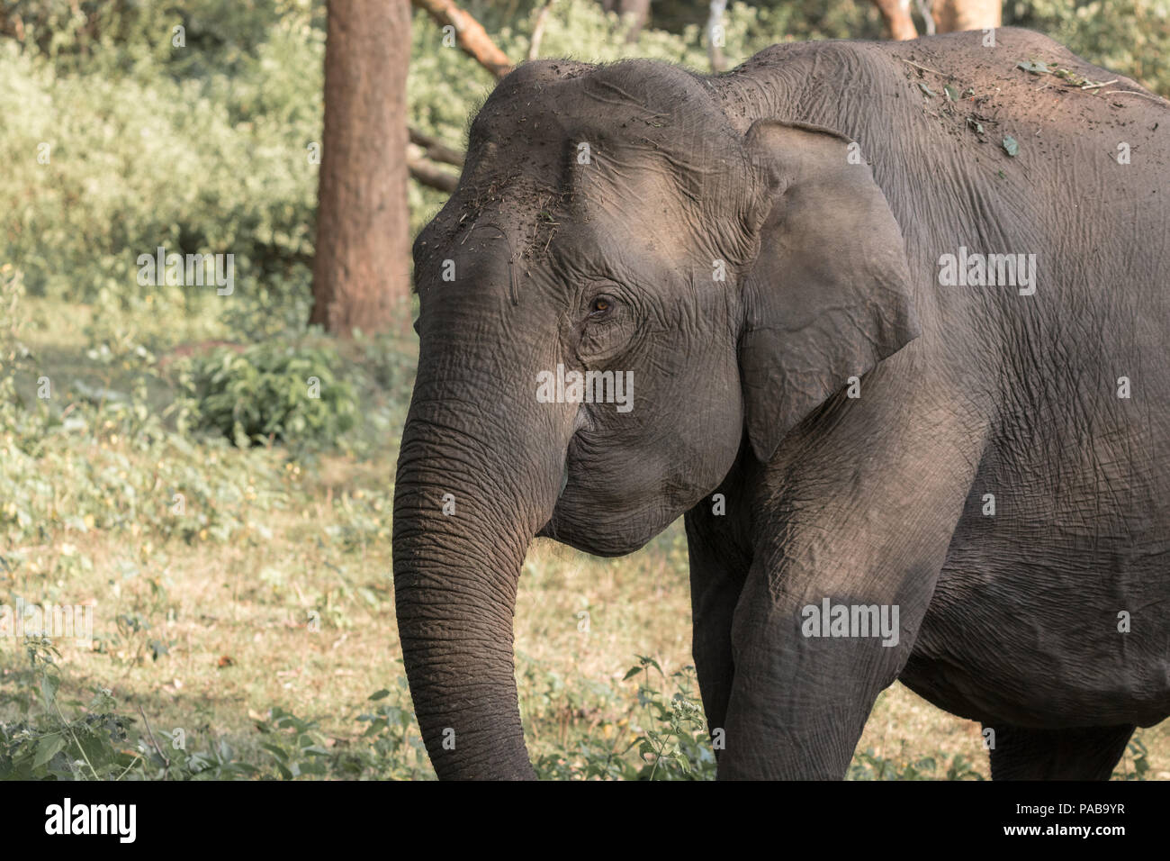 Asian elephant (Elephas maximus) photographed in the wild, Wayand ...