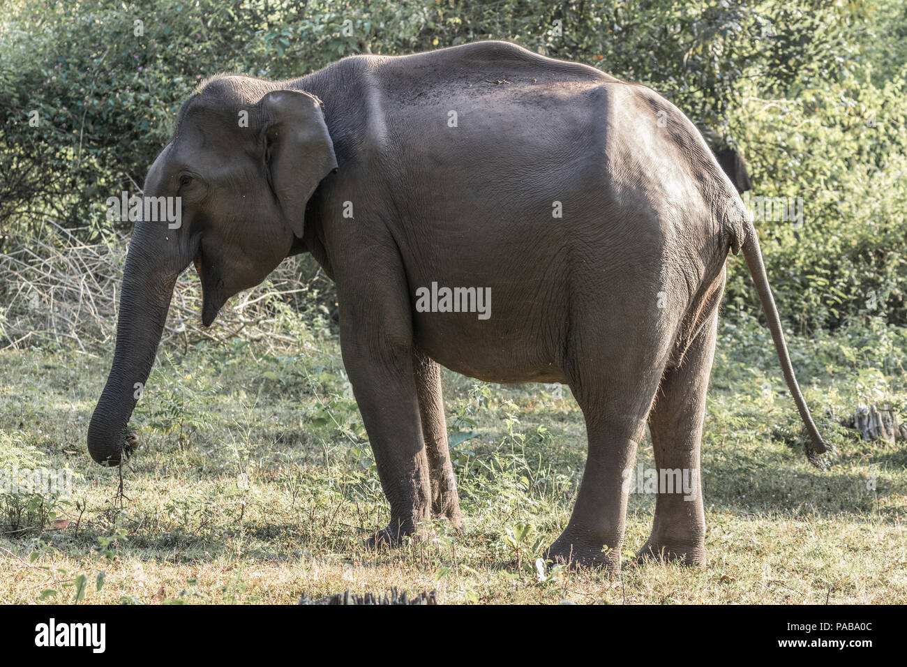 Asian elephant (Elephas maximus) photographed in the wild, Wayand ...