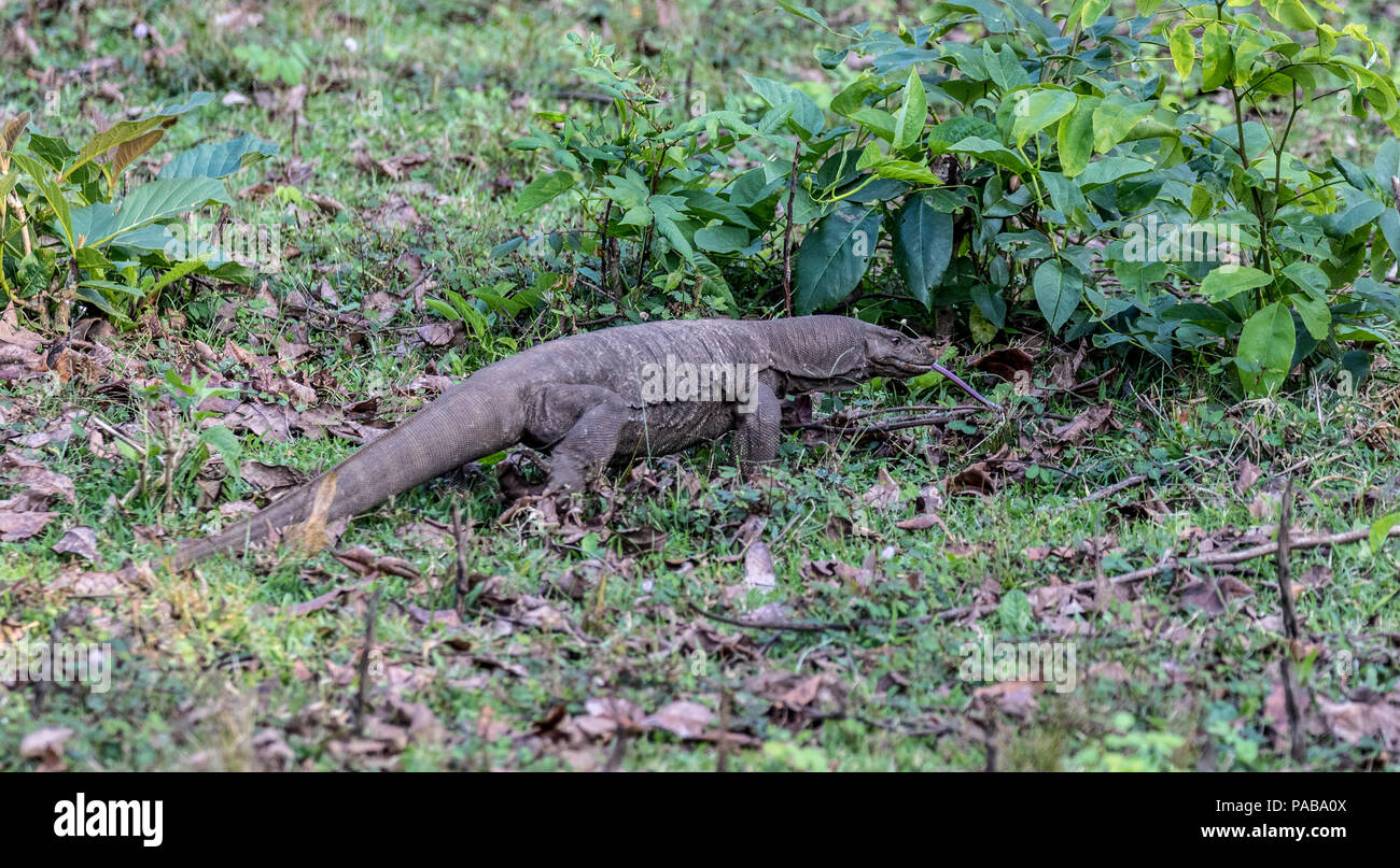 India water monitor lizard varanus hi-res stock photography and images ...
