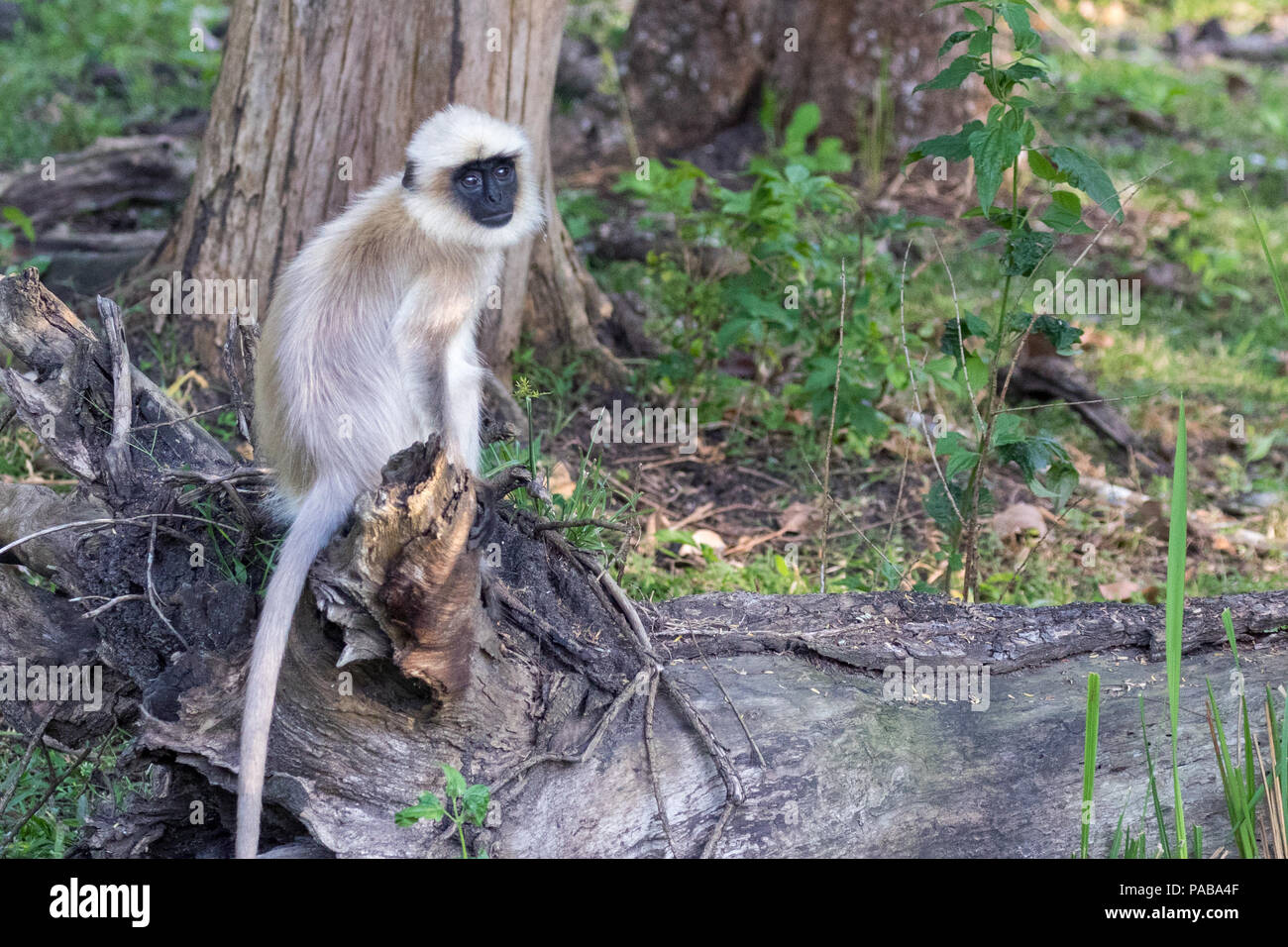 Wild Langur monkeys seen in Wayanad jungle Kerala India Stock Photo - Alamy