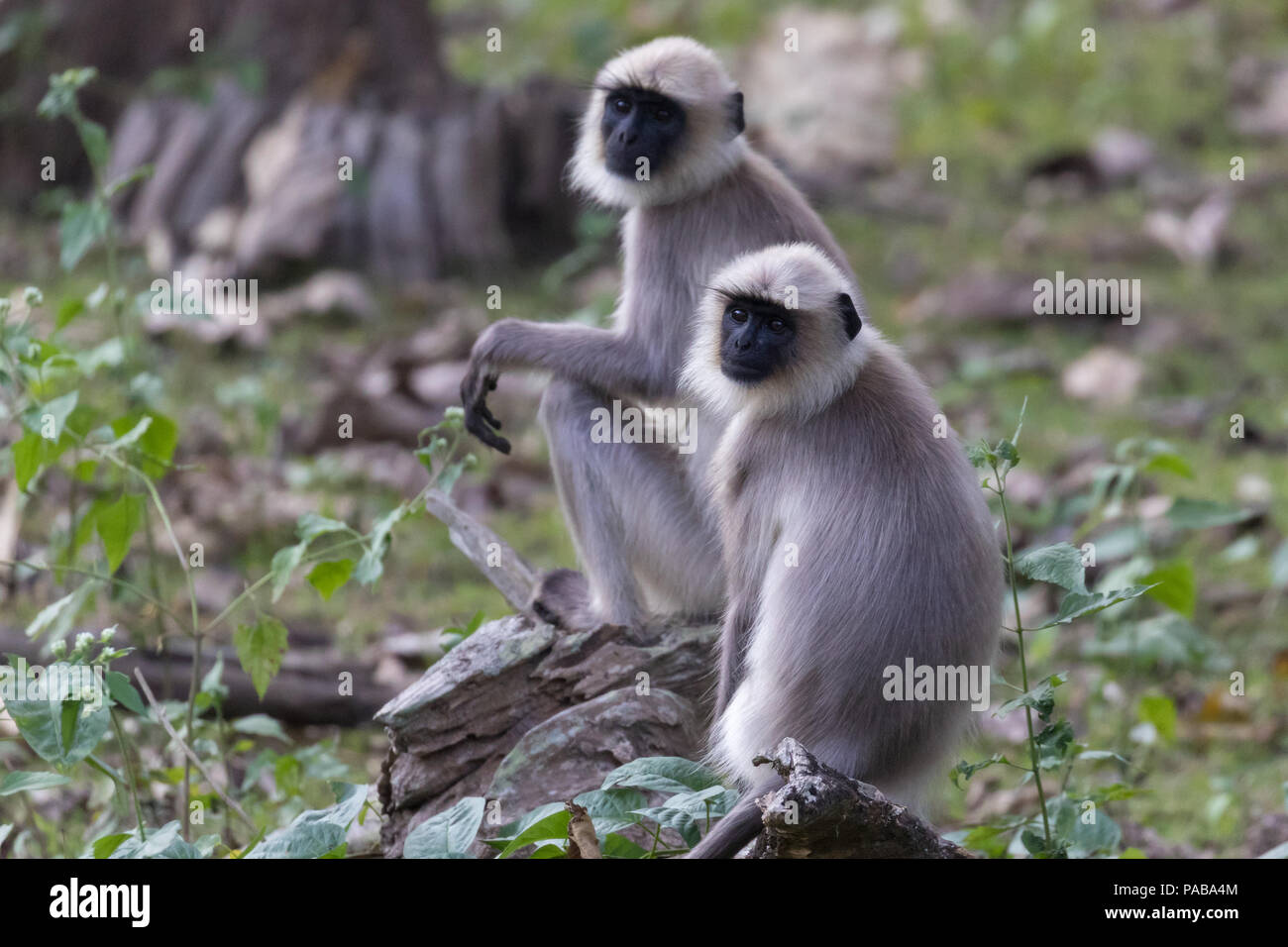 Wild Langur monkeys seen in Wayanad jungle Kerala India Stock Photo - Alamy