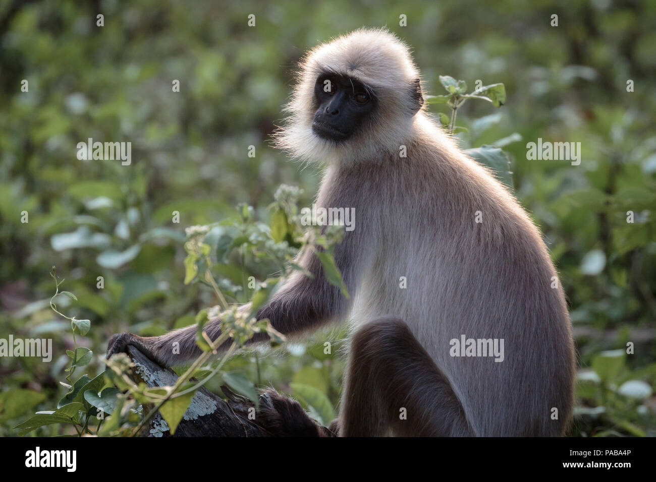 Wild Langur monkeys seen in Wayanad jungle Kerala India Stock Photo - Alamy