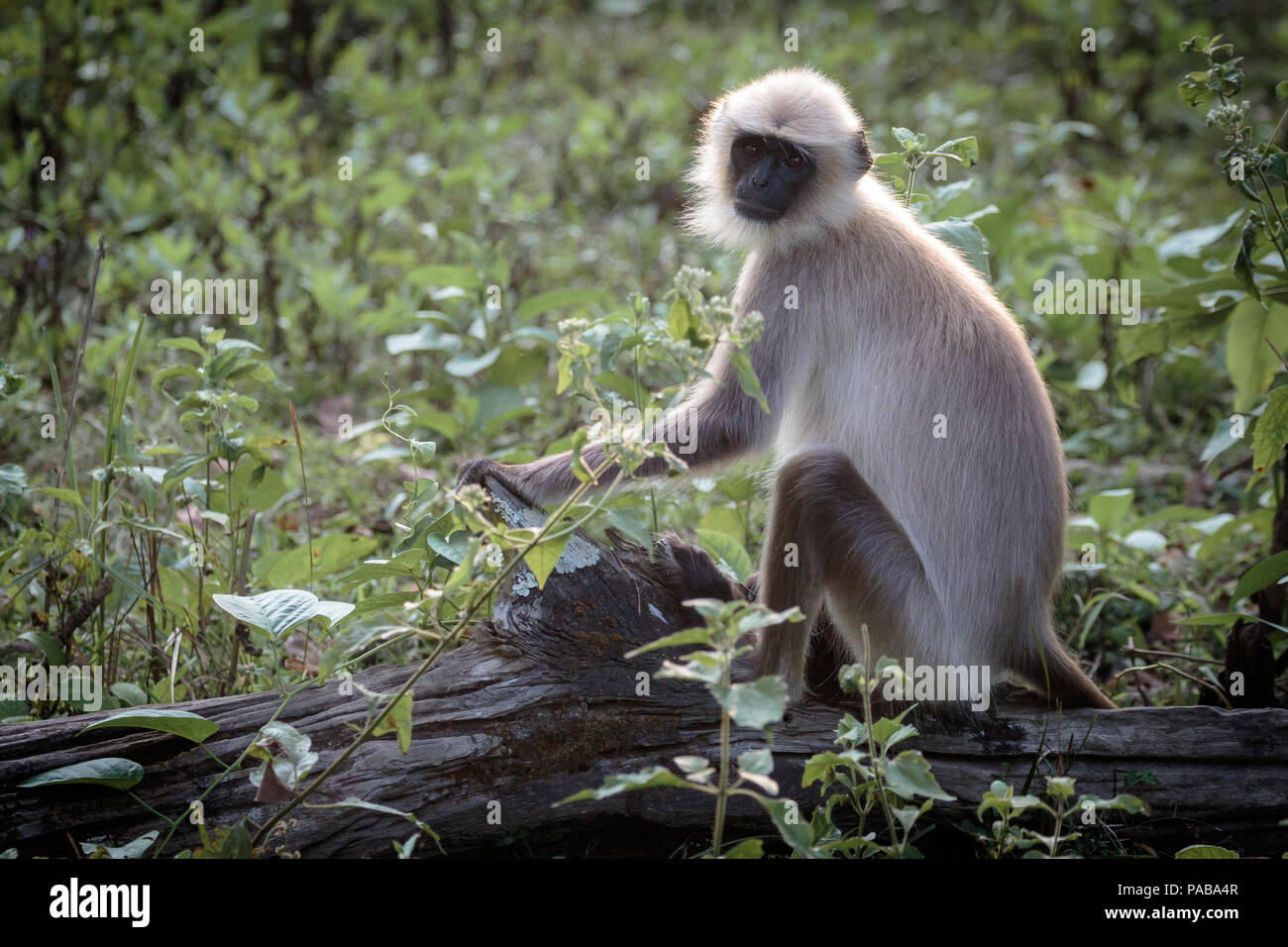 Wild Langur monkeys seen in Wayanad jungle Kerala India Stock Photo - Alamy