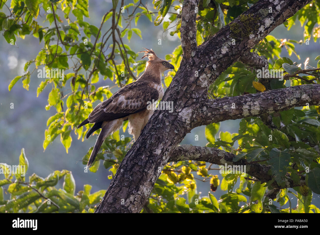 Changeable hawk-eagle or crested hawk-eagle (Nisaetus cirrhatus) is a ...