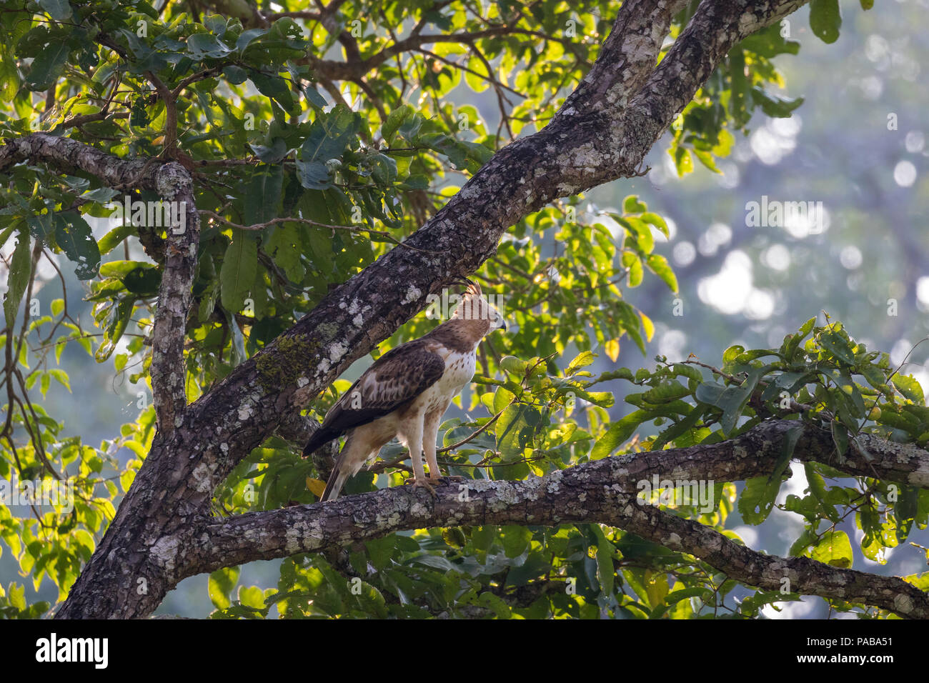Changeable hawk-eagle or crested hawk-eagle (Nisaetus cirrhatus) is a ...