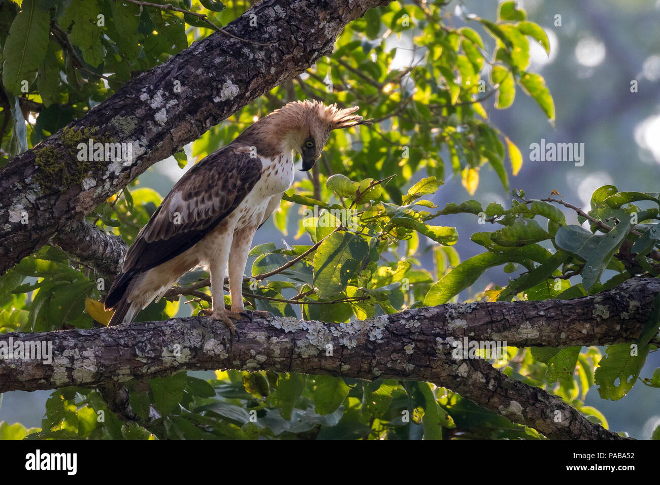 Changeable hawk-eagle or crested hawk-eagle (Nisaetus cirrhatus) is a ...