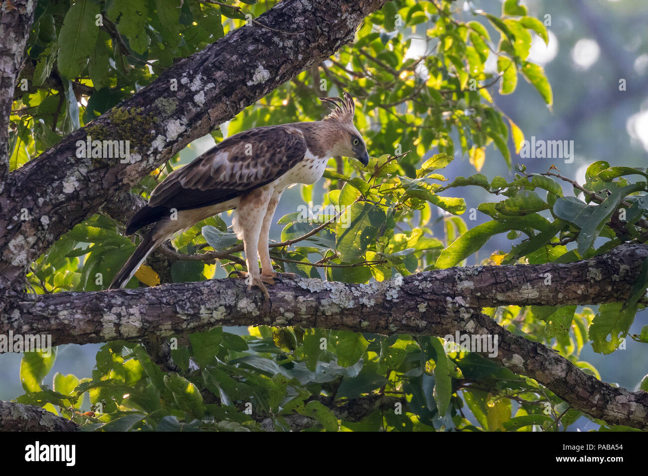 Changeable hawk-eagle or crested hawk-eagle (Nisaetus cirrhatus) is a bird of prey species of ...