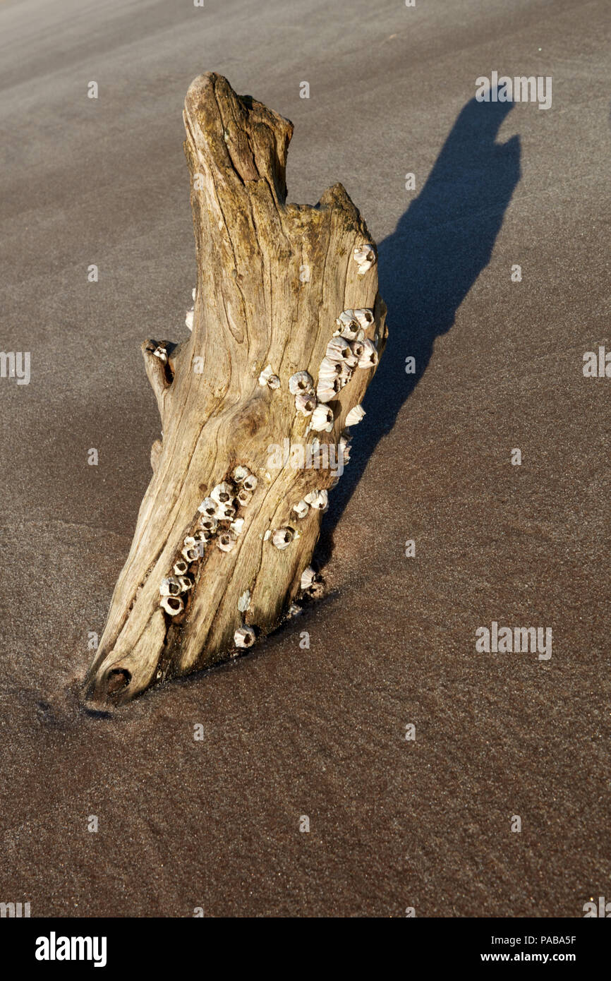 Barnacle covered tree branch buried in the sand Stock Photo - Alamy
