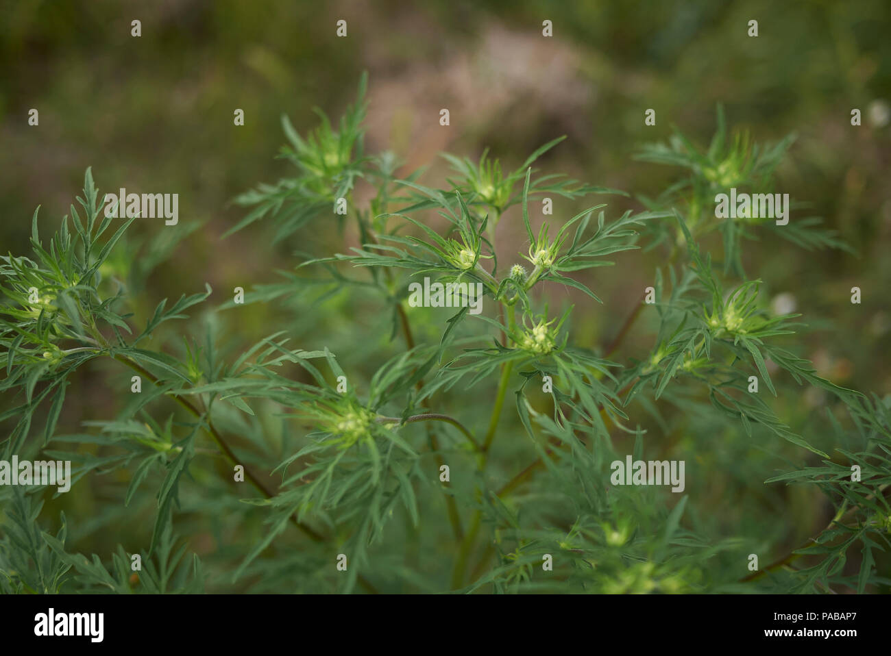 Stickweed High Resolution Stock Photography and Images - Alamy