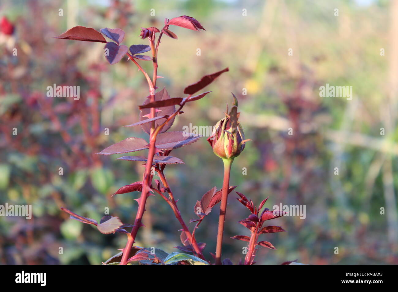 fresh red roses of field Stock Photo - Alamy
