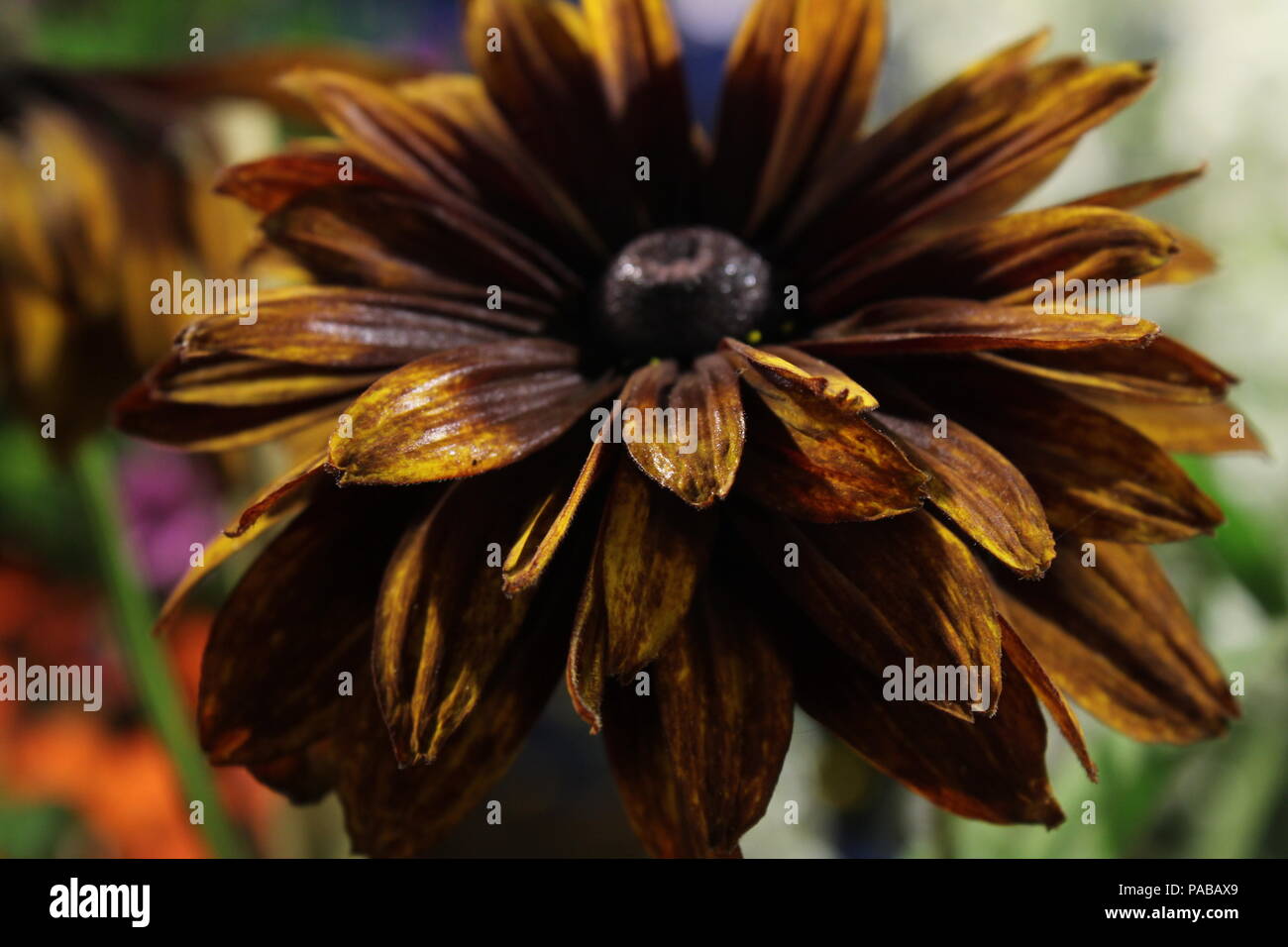 Jpj hi-res stock photography and images - Alamy