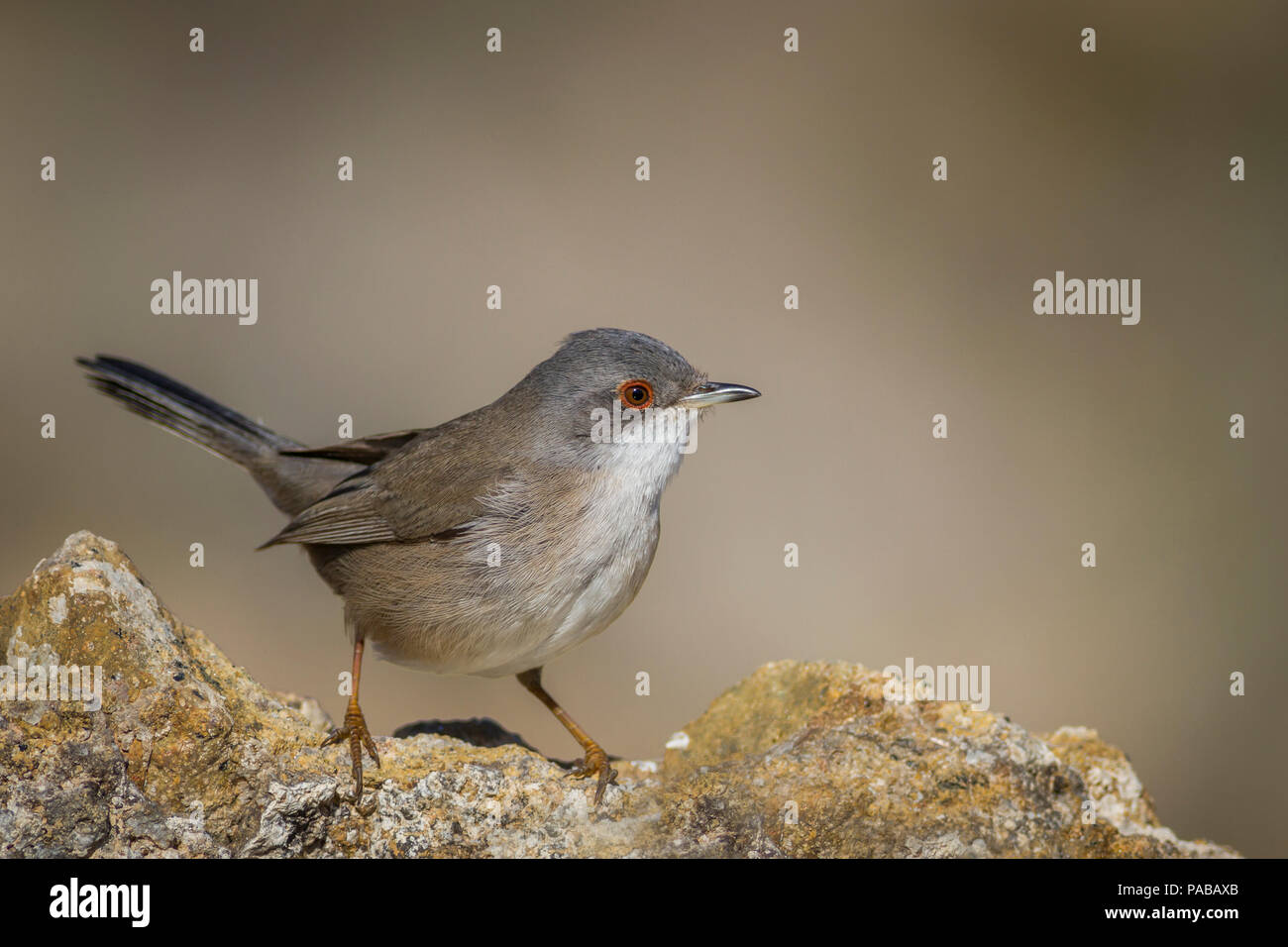Cyprus warbler male hi-res stock photography and images - Alamy