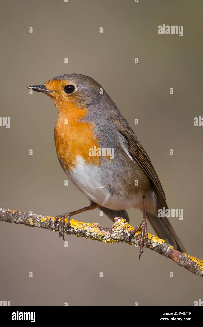 Erithacus rubecula illustration hi-res stock photography and images - Alamy