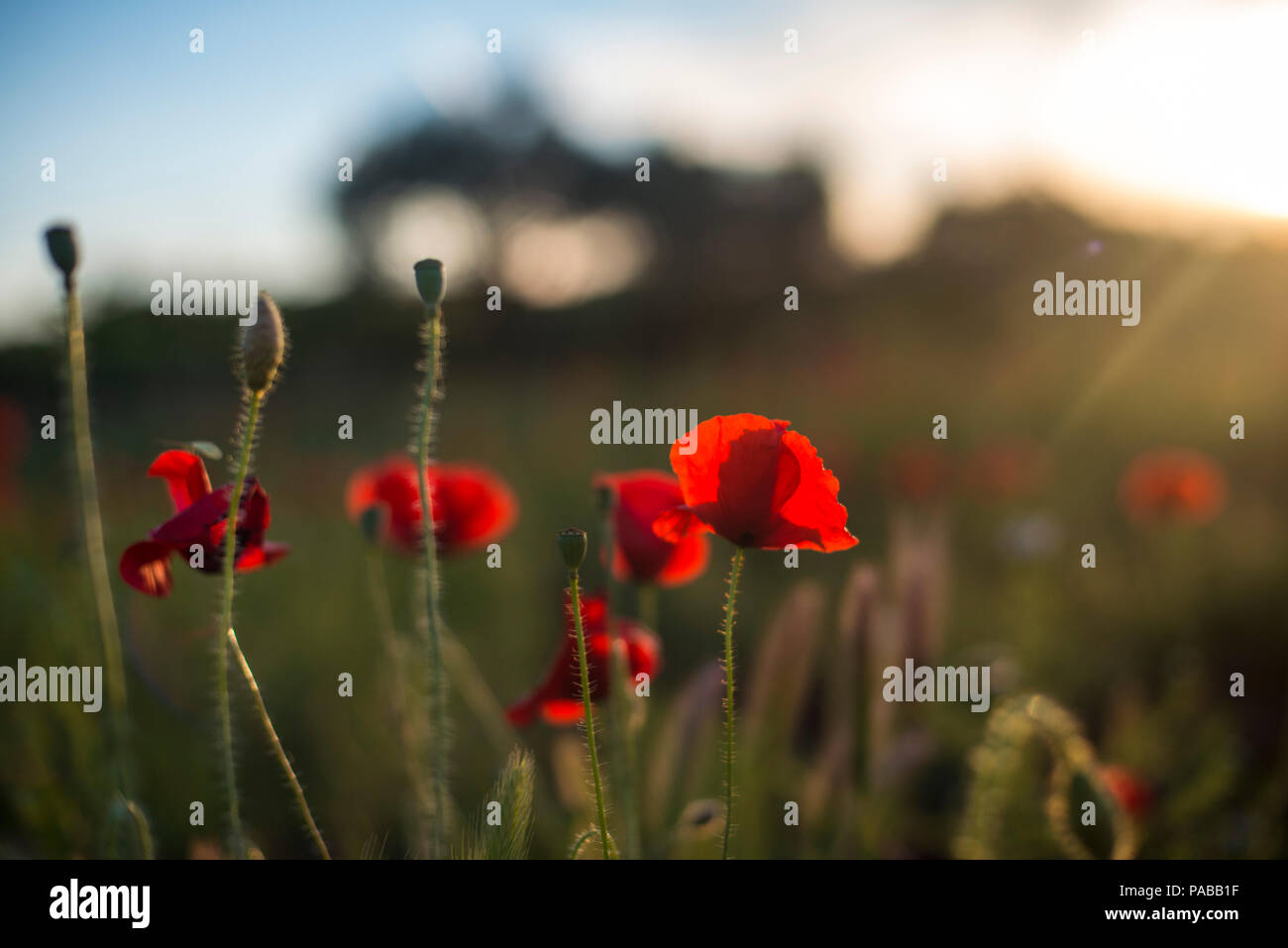 Strong poppy hi-res stock photography and images - Alamy