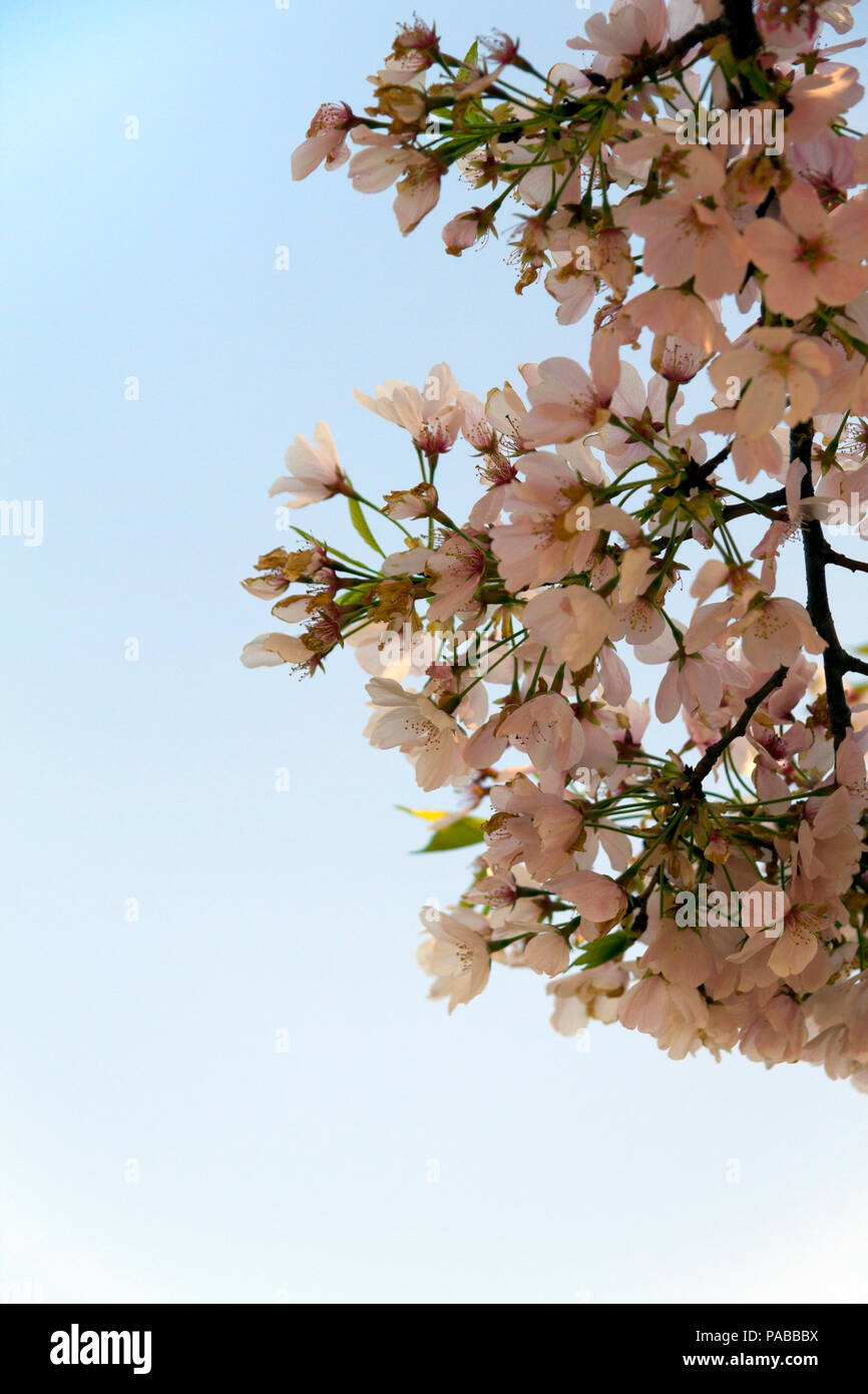 Branches and flowers of a Cherry Blossom tree in bloom Stock Photo - Alamy