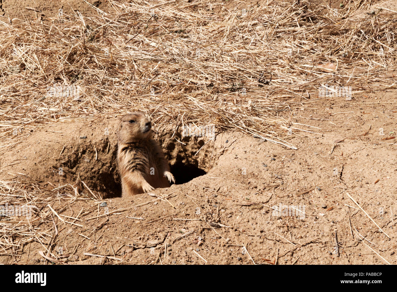 Dog peaking hi-res stock photography and images - Alamy