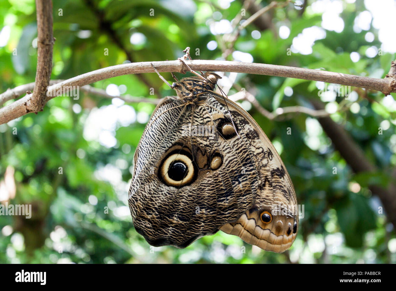 A single Monarch butterfly handing from a branch Stock Photo - Alamy