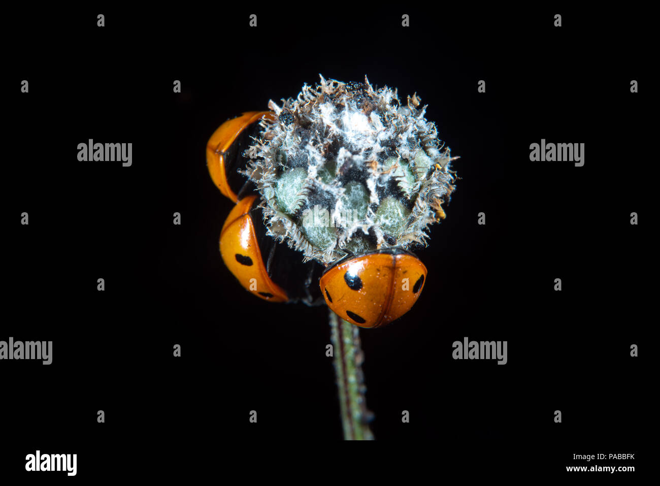 Small july beetles hi-res stock photography and images - Alamy