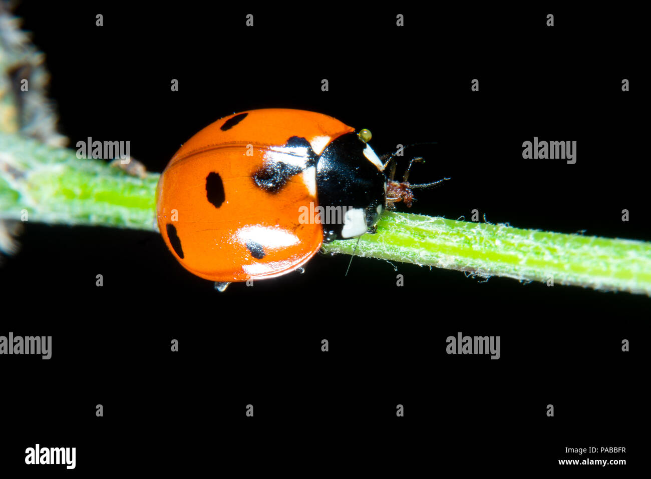 Ladybug on a plant in mid July eating a aphid Stock Photo - Alamy