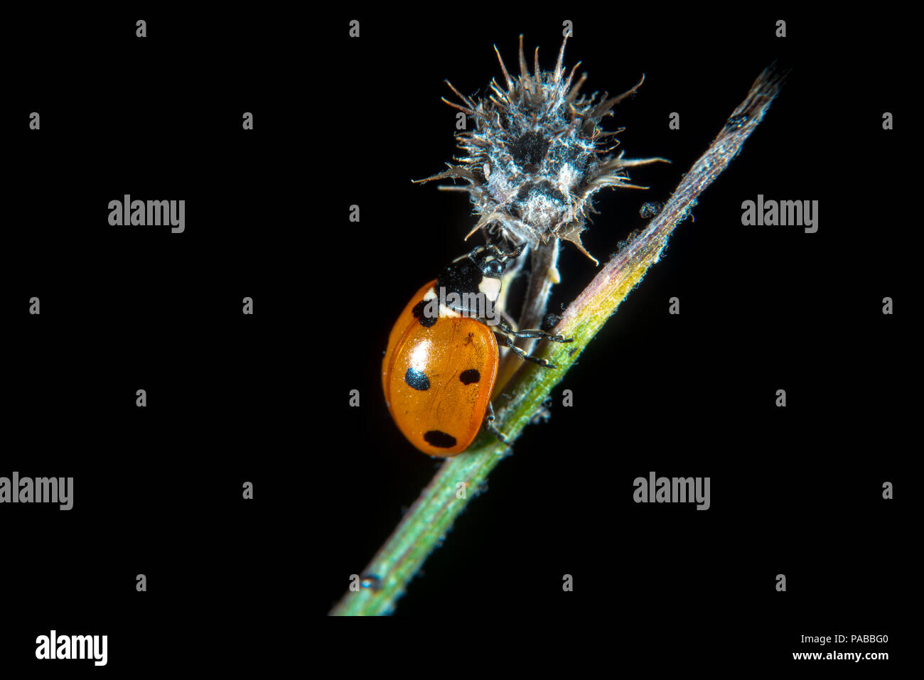 Small july beetles hi-res stock photography and images - Alamy