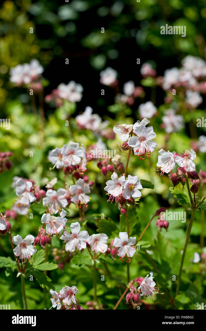 White flowering geranium - Hardy Cranesbill, Yorkshire, England, UK ...