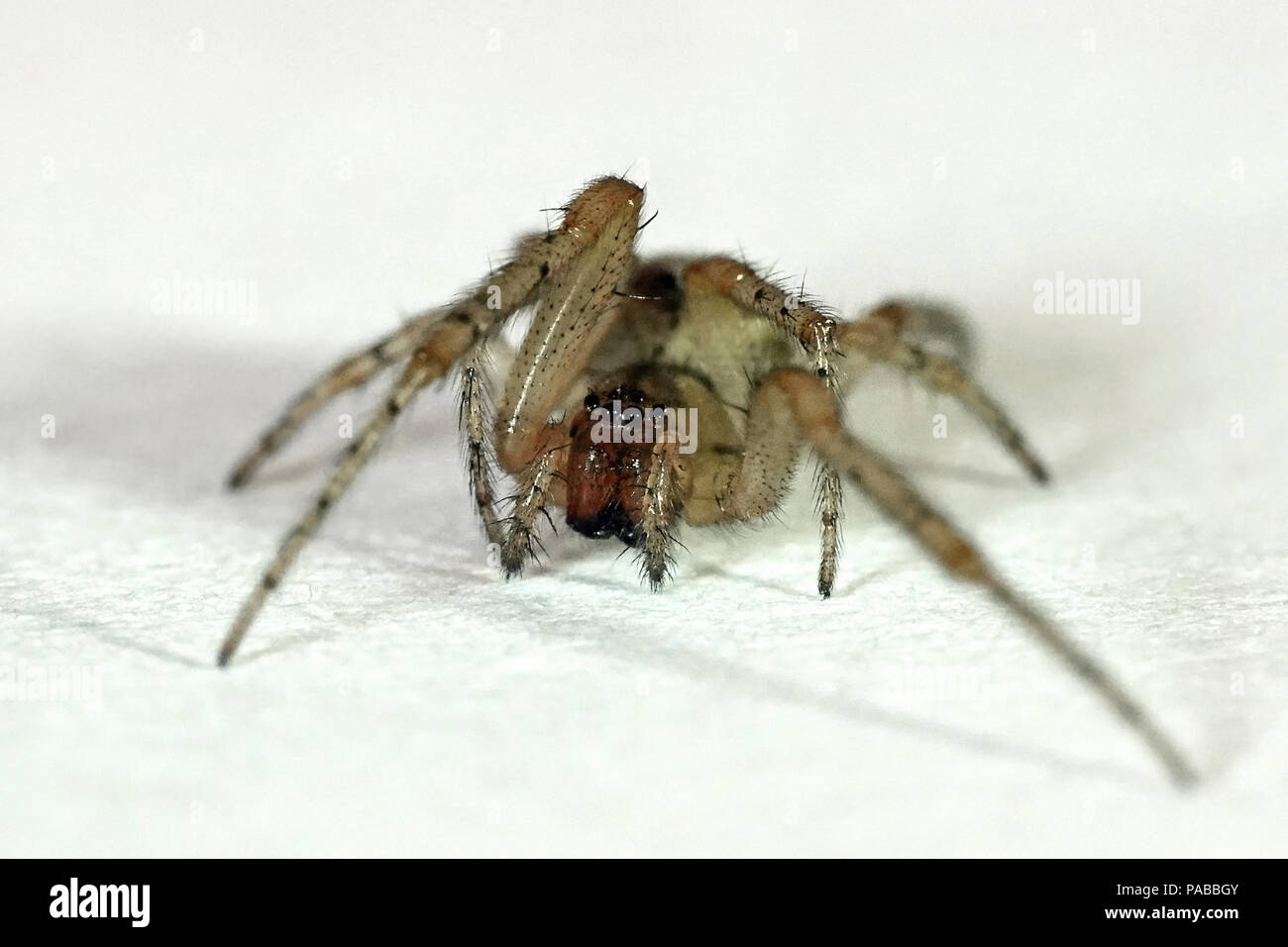 Domestic house spider seen from the from on a white background Stock ...