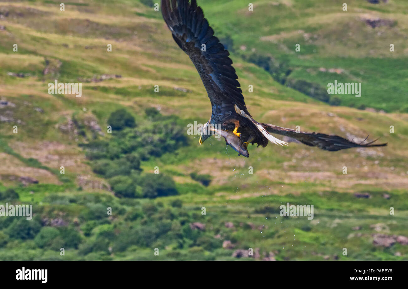 Female sea eagle uk hi-res stock photography and images - Alamy