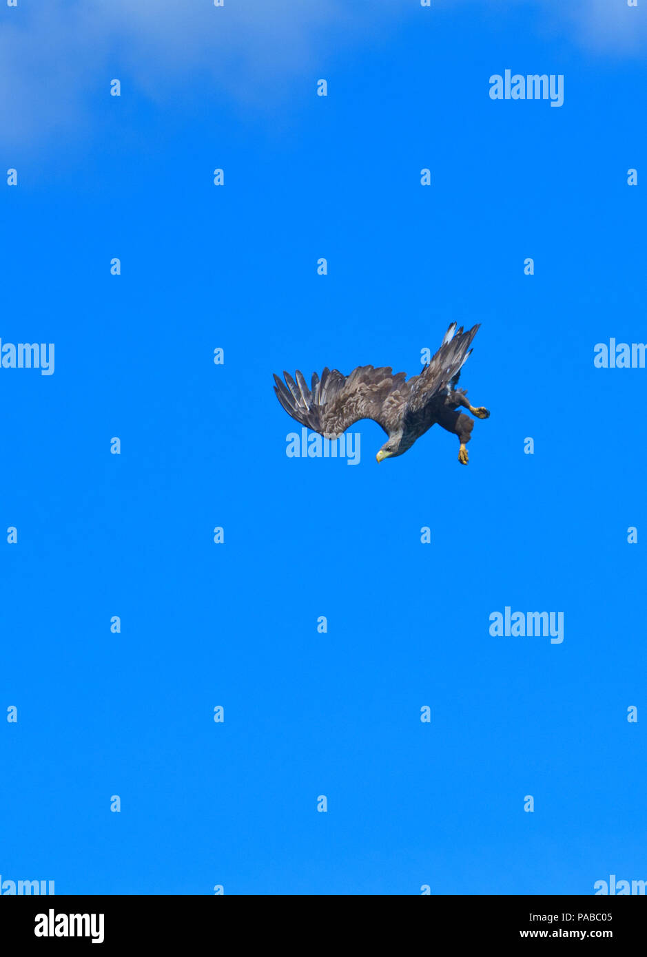 Female sea eagle uk hi-res stock photography and images - Alamy