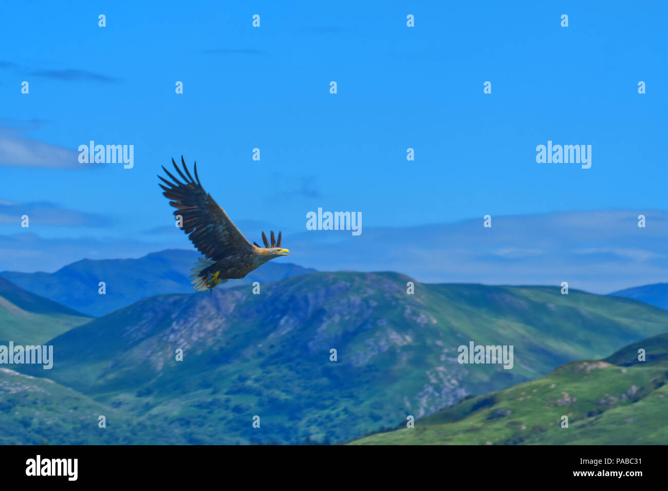 Female sea eagle uk hi-res stock photography and images - Alamy