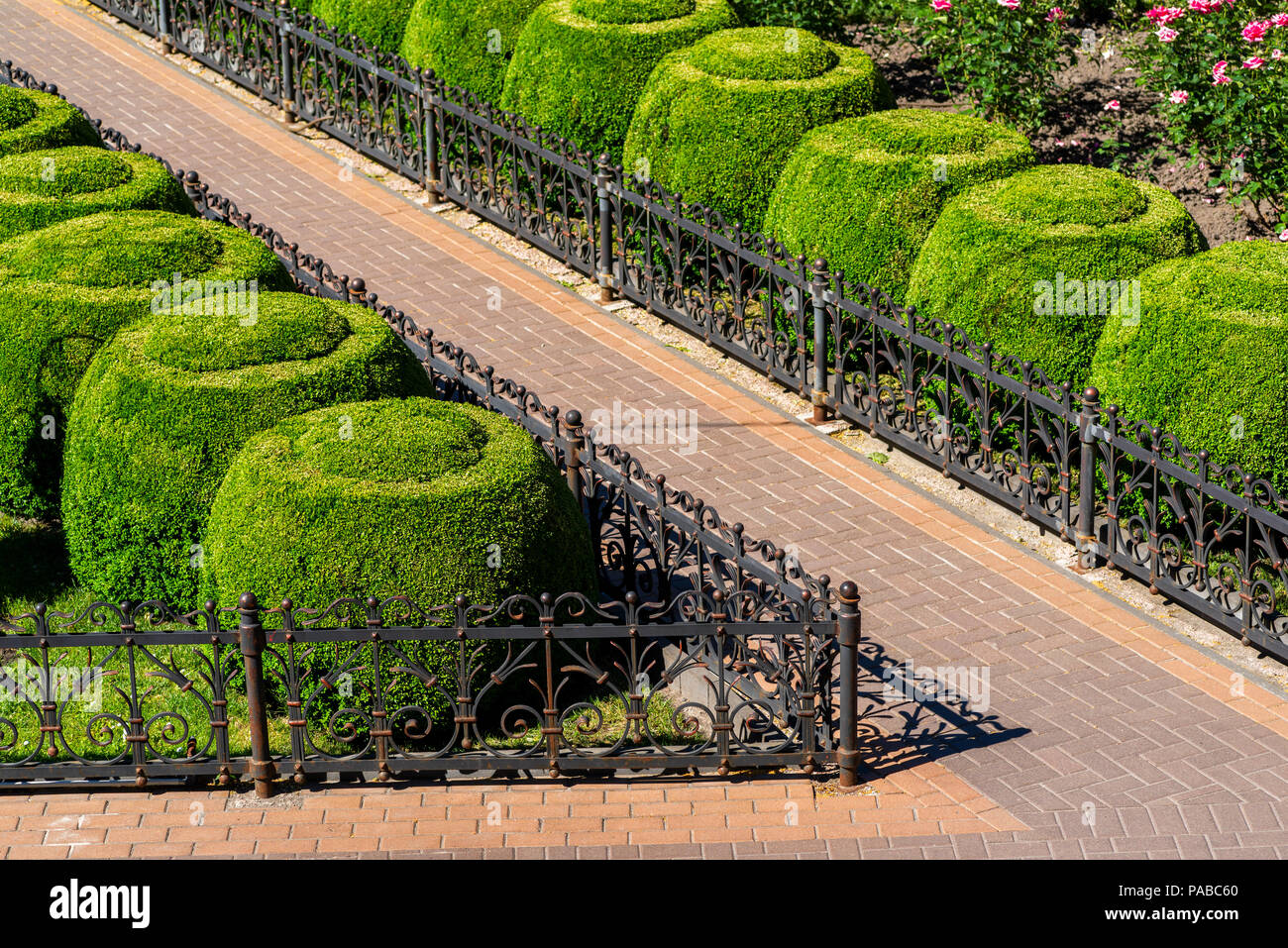 geometrically trimmed round bushes in landscape design Stock Photo - Alamy