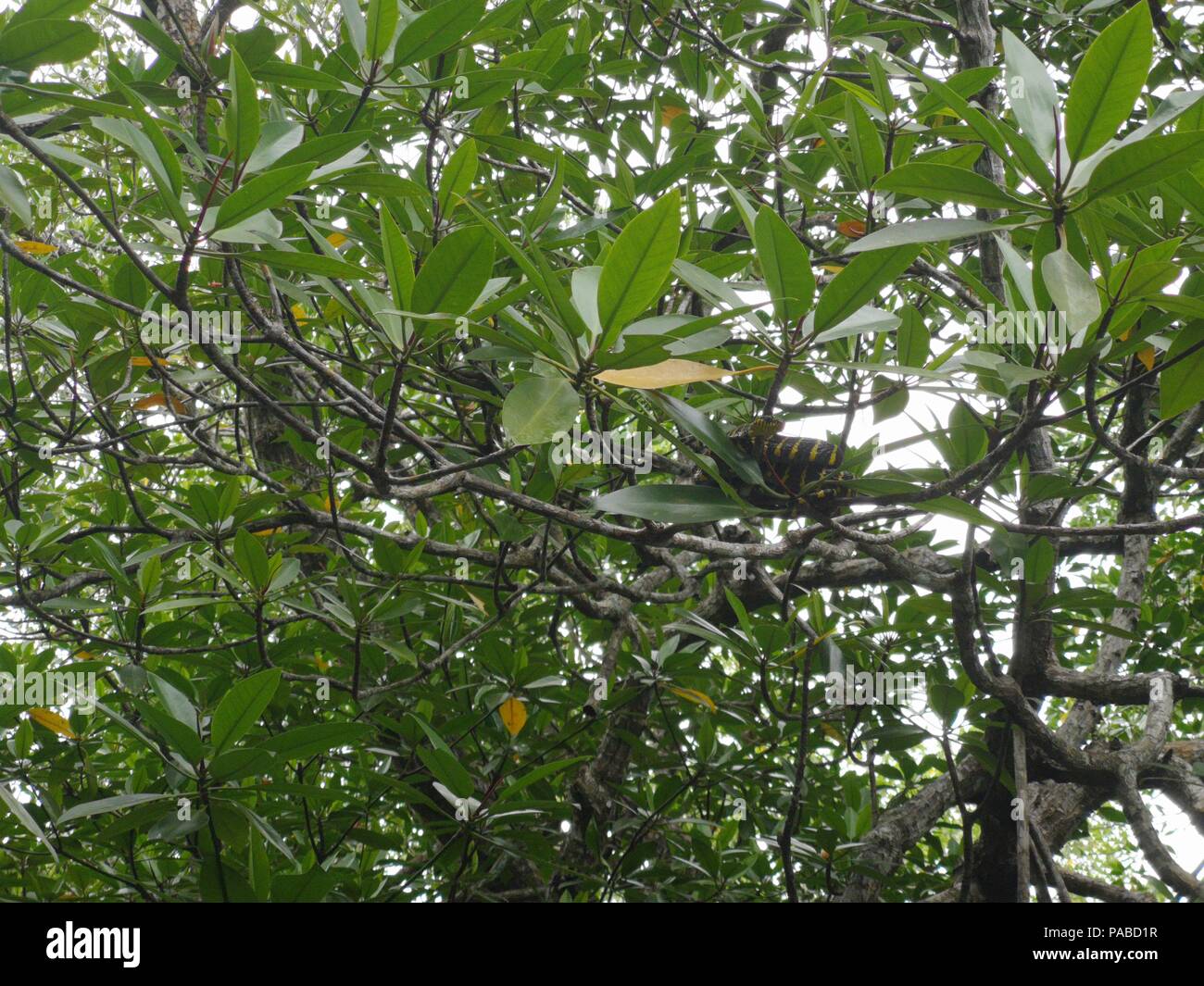 Gold ringed cat snake boiga hi-res stock photography and images - Alamy