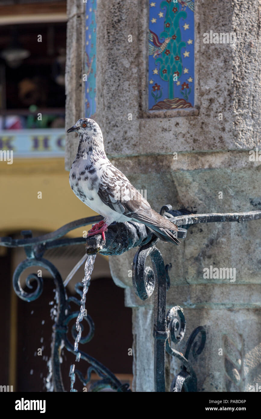 Birds of rhodes hi-res stock photography and images - Alamy