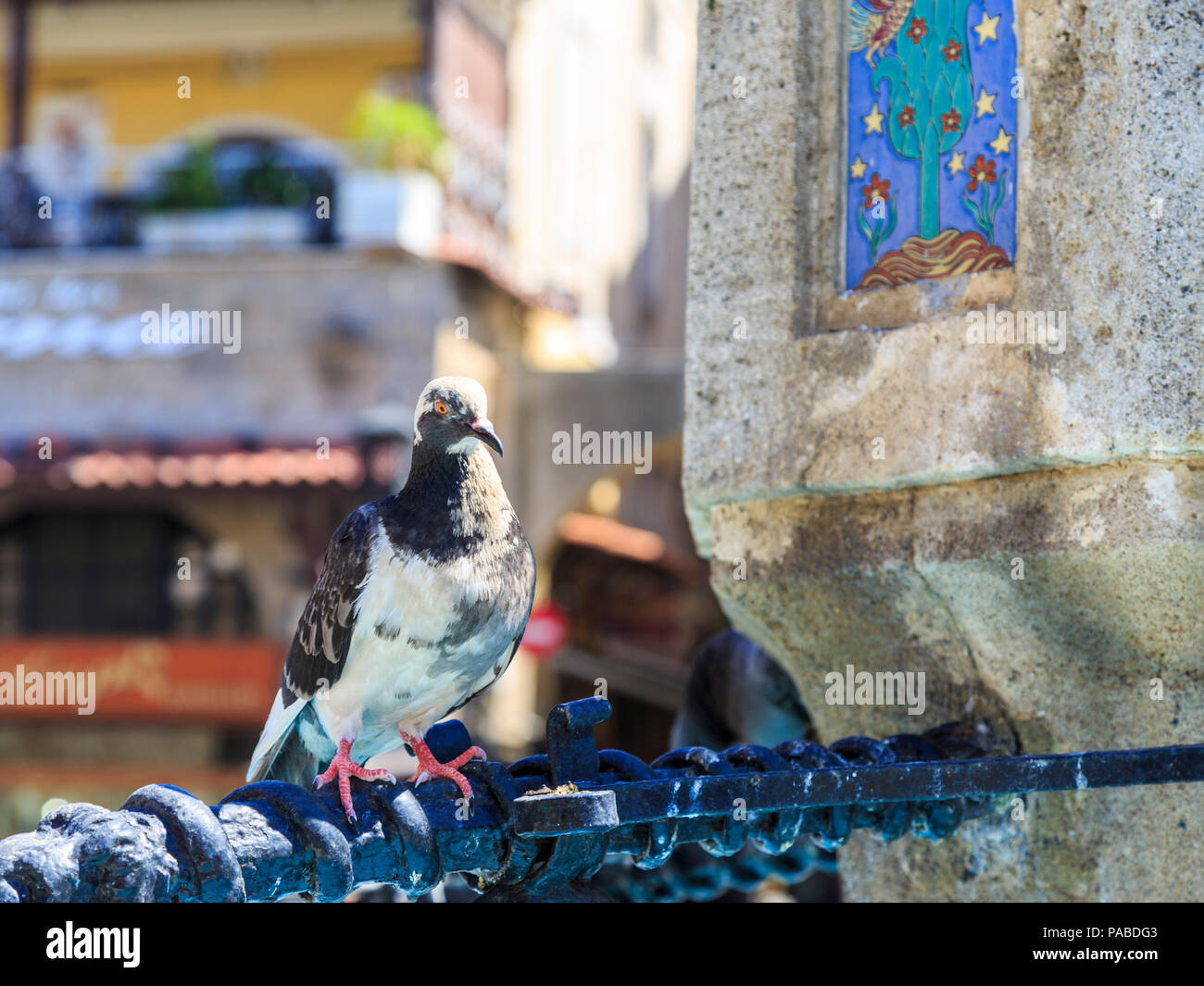 Birds of rhodes hi-res stock photography and images - Alamy